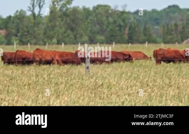Free range dairy cows Stock Videos & Footage - HD and 4K Video Clips ...