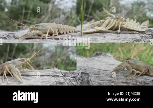 Fish collage Stock Videos & Footage - HD and 4K Video Clips - Alamy