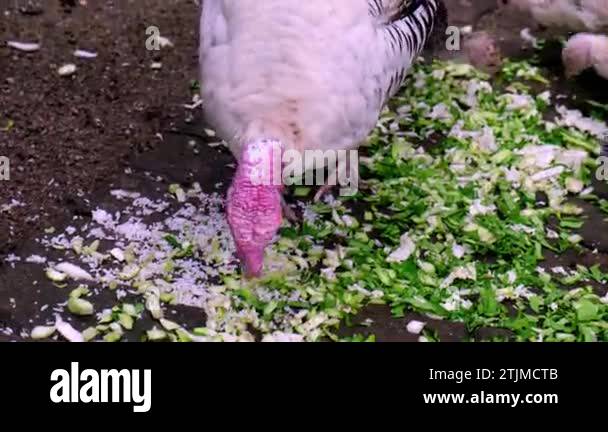 Top angle food view Stock Videos & Footage - HD and 4K Video Clips - Alamy