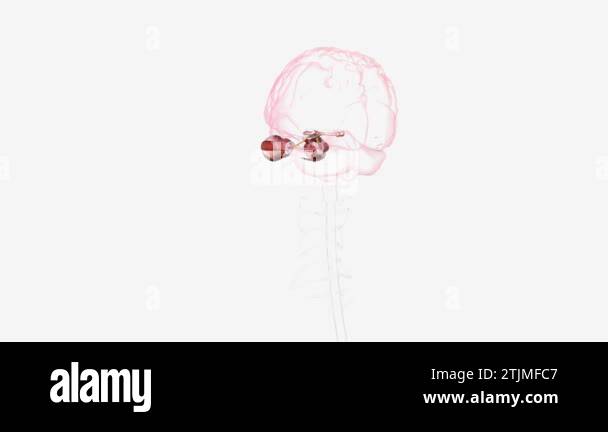 There are nerve fibers in the eye consisting of optic nerves, the ...