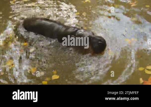 African animals pond Stock Videos & Footage - HD and 4K Video Clips - Alamy