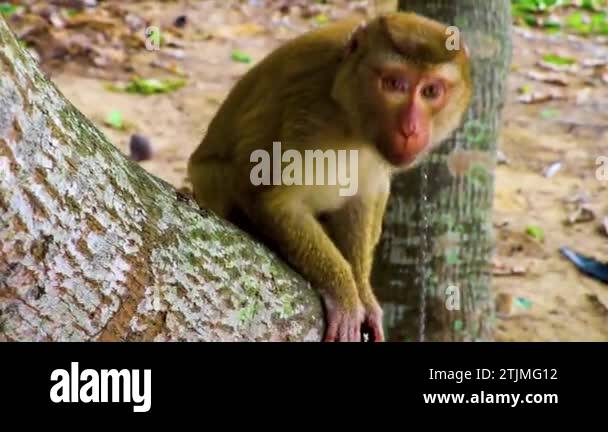 Monkey macaque chained on Stock Videos & Footage - HD and 4K Video ...