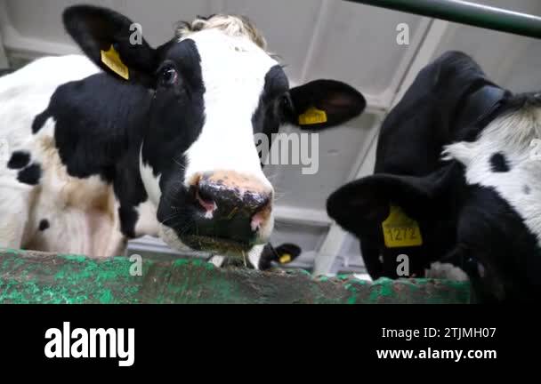 Curious milk cows looking into camera and sniffing it with a big wet ...