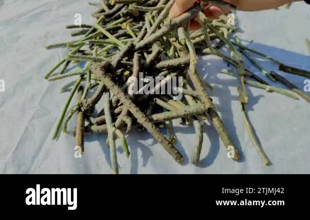 A Cut Giloy Tinospora Cordifolia Stems Pile Guduchi Vine Gulvel Tranch ...