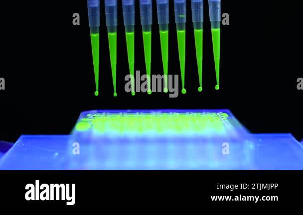 Multi channel pipette withdrawing green fluorophore compound solution ...