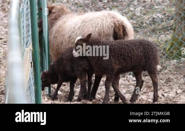 Urban enclosure Stock Videos & Footage - HD and 4K Video Clips - Alamy