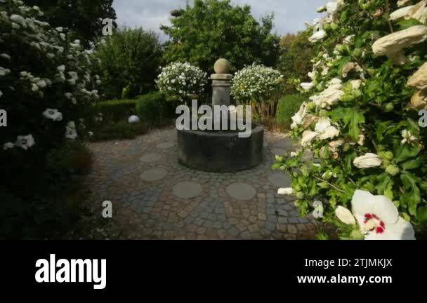 Hibiscus topiary Stock Videos & Footage - HD and 4K Video Clips - Alamy