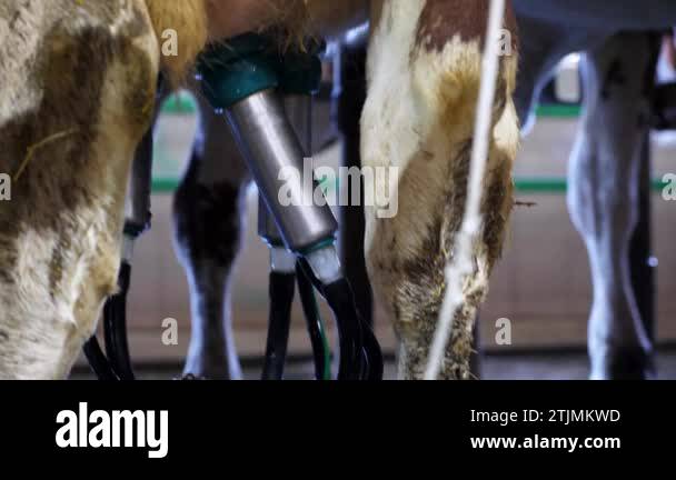 Close up to process of milking cow by automatic industrial system on ...