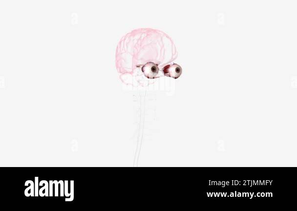 There are nerve fibers in the eye consisting of optic nerves, the ...