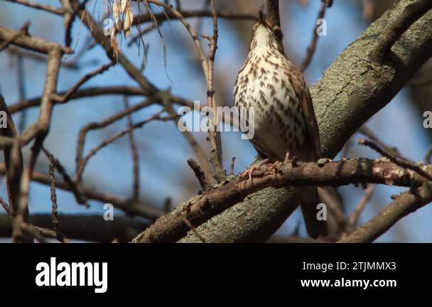 Singing thrush Stock Videos & Footage - HD and 4K Video Clips - Alamy