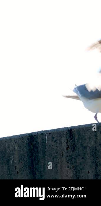 two seagulls fight peck each others beak white seagull gray man woman ...