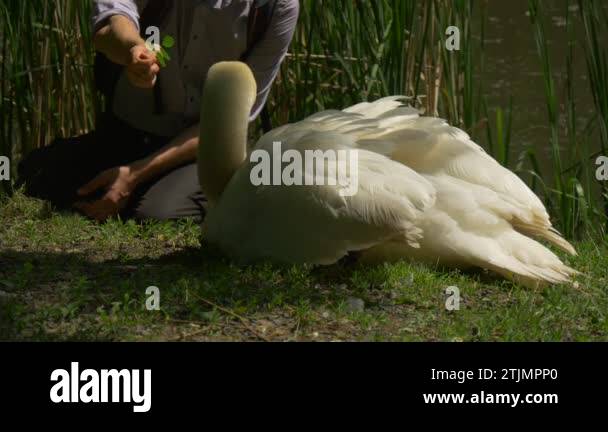 Stalk bird Stock Videos & Footage - HD and 4K Video Clips - Alamy