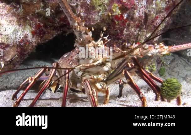 Close-up spiny lobster with long antennae on underwater seabed. Despite ...
