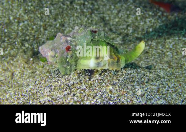 Hexaplex duplex Stock Videos & Footage - HD and 4K Video Clips - Alamy