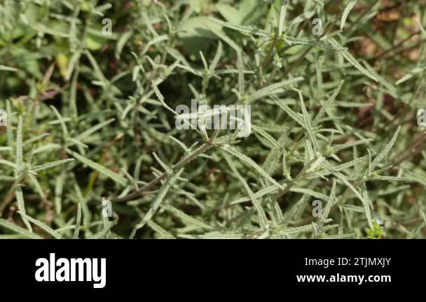 Lamiaceae genus Stock Videos & Footage - HD and 4K Video Clips - Alamy