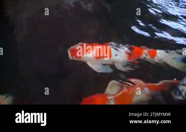 A collection of koi fish swimming in a very beautiful and beautiful ...