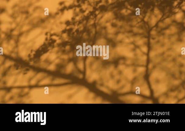 Reflection and shadow of tree in yellow wall. Abstract autumnal leaves ...