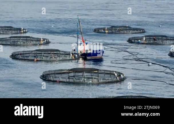 Fish Being Caught from an Aquaculture Sea Farm for the Food Market ...