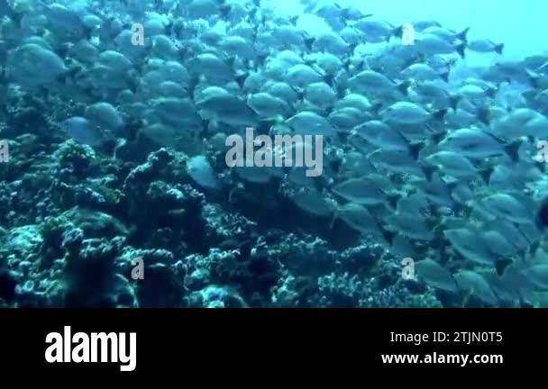 Year round humidity Stock Videos & Footage - HD and 4K Video Clips - Alamy