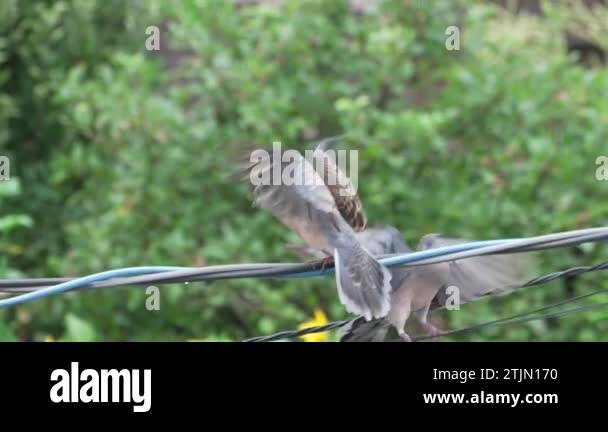 Images Of Two Turtle Doves
