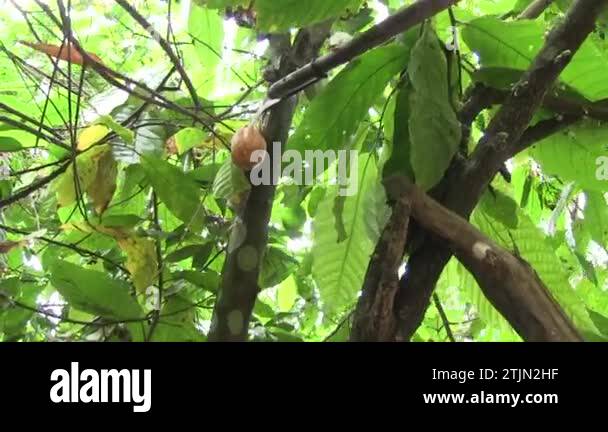 Curved seed pod Stock Videos & Footage - HD and 4K Video Clips - Alamy