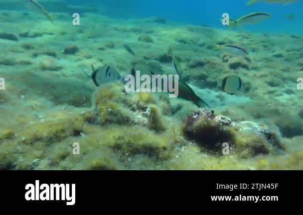 Common seabream Stock Videos & Footage - HD and 4K Video Clips - Alamy