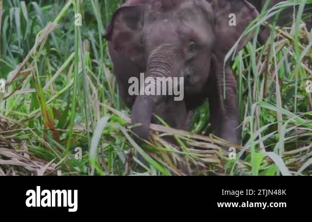 Mammals of borneo Stock Videos & Footage - HD and 4K Video Clips - Alamy