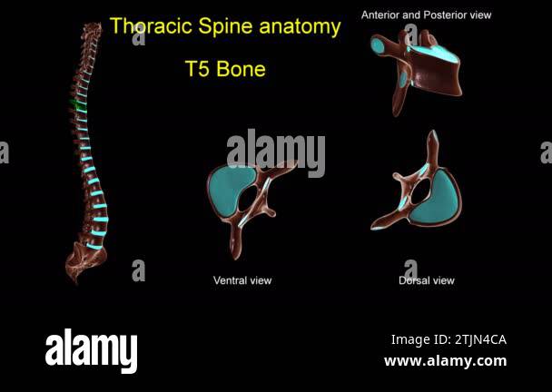 Thoracic spine T 5 bone anatomy for medical concept 3D animation with ...