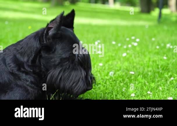 Schnauzer purebred Stock Videos & Footage - HD and 4K Video Clips - Alamy