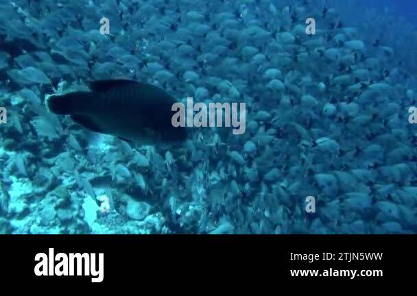 Rich french heritage Stock Videos & Footage - HD and 4K Video Clips - Alamy