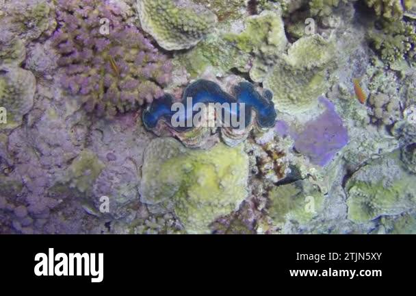 Tridacne clams on background colorful corals underwater in Red Sea ...
