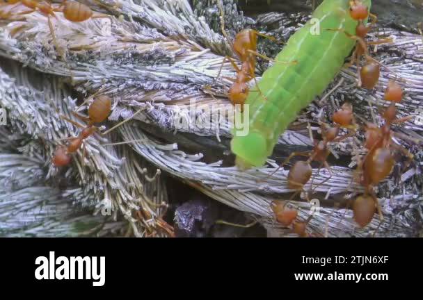 Red ants and larvae Stock Videos & Footage - HD and 4K Video Clips - Alamy