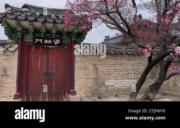Sakura tree blooms in Changgyeonggung Palace. The palace was built by ...