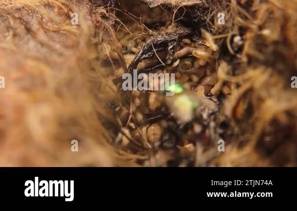 Larvae of flies on a cat's carcass. Common green bottle fly (Lucilia ...