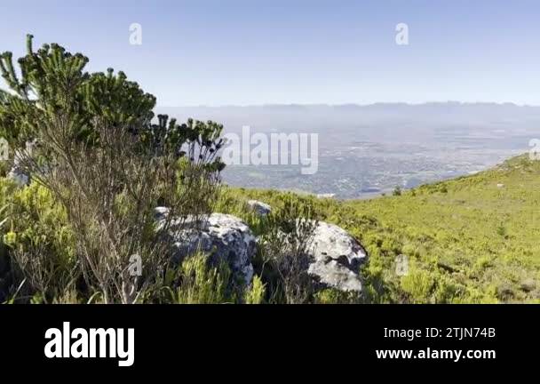 Flora of southern africa Stock Videos & Footage - HD and 4K Video Clips ...