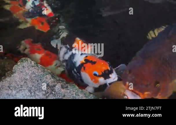 A collection of koi fish swimming in a very beautiful and beautiful ...