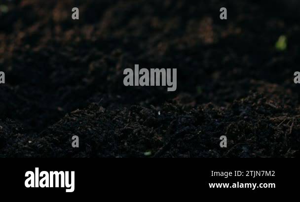 Sprouting seedling Stock Videos & Footage - HD and 4K Video Clips - Alamy