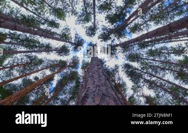 Crowns of pine and spruce forest trees with evening sky. looking up to ...