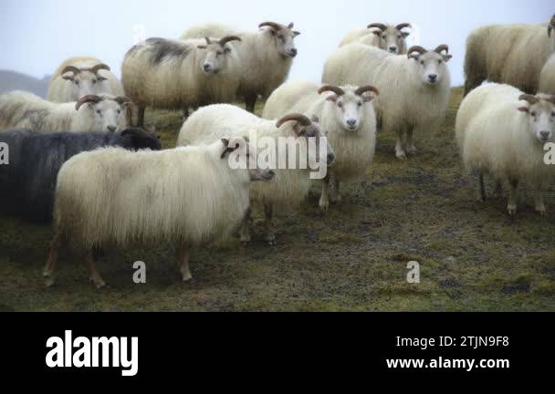 8k Beautiful nature, Sheep in Iceland, Herd of domestic animals at ...