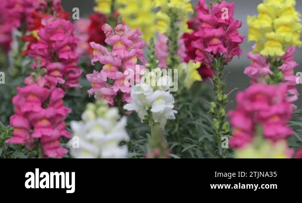 Snapdragon flower beautiful antirrhinum Stock Videos & Footage - HD and ...