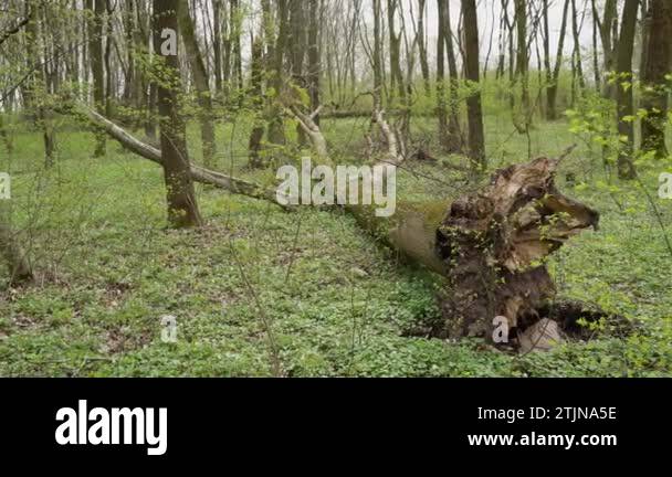Magic oak tree Stock Videos & Footage - HD and 4K Video Clips - Alamy
