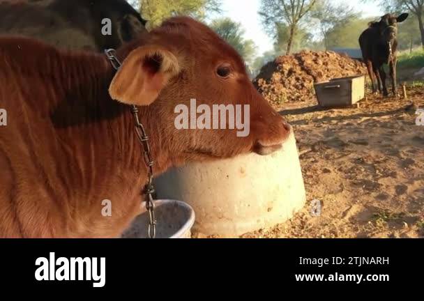 Cow newly born calf Stock Videos & Footage - HD and 4K Video Clips - Alamy