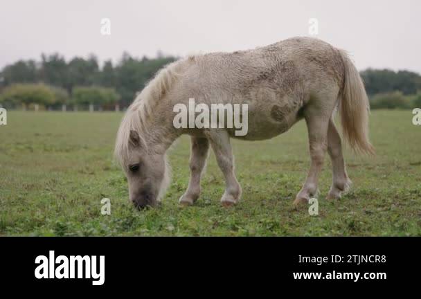 Farm pony Stock Videos & Footage - HD and 4K Video Clips - Alamy