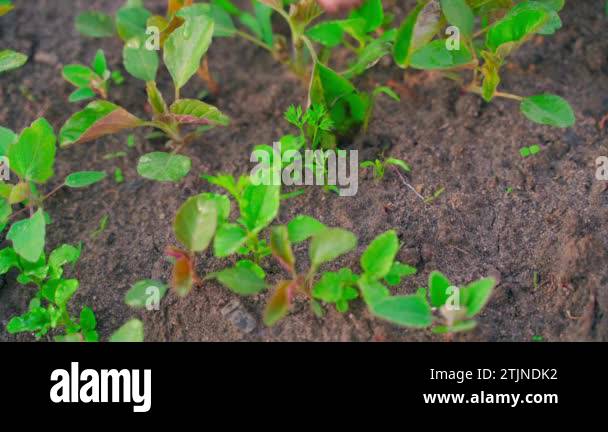 A hand takes care of a garden bed with growing young carrots. Removing ...