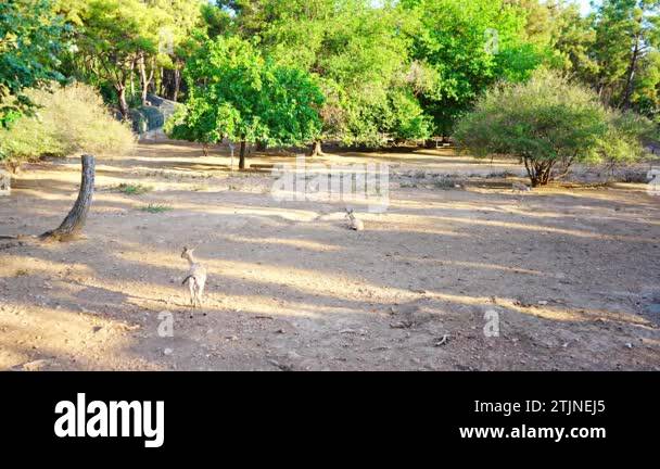 Antalya zoo Stock Videos & Footage - HD and 4K Video Clips - Alamy