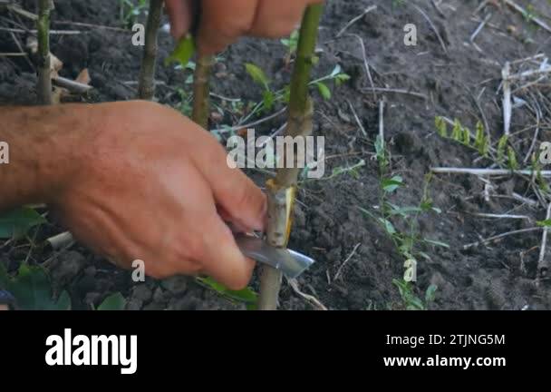 Grafting and budding of branches of woody plants for plant propagation ...