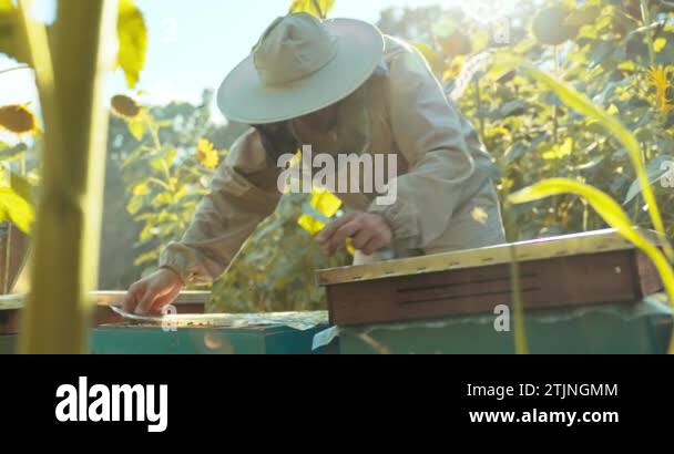 Selective focus close up shot man person in beekeeper suit costume opening beehive Beekeeper ...