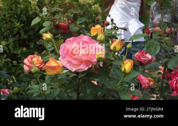 Varieties of pink roses Stock Videos & Footage - HD and 4K Video Clips ...