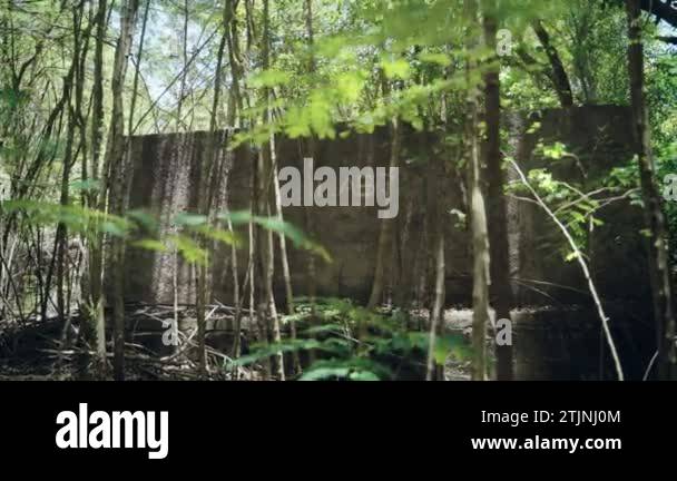 Jungle lab Stock Videos & Footage - HD and 4K Video Clips - Alamy