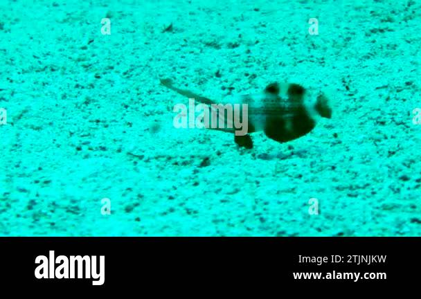 Long fin fish Stock Videos & Footage - HD and 4K Video Clips - Alamy